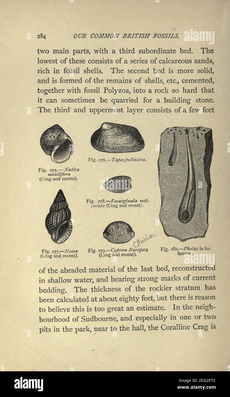 Our common British fossils and where to find them (Page 284 Stock Photo ...