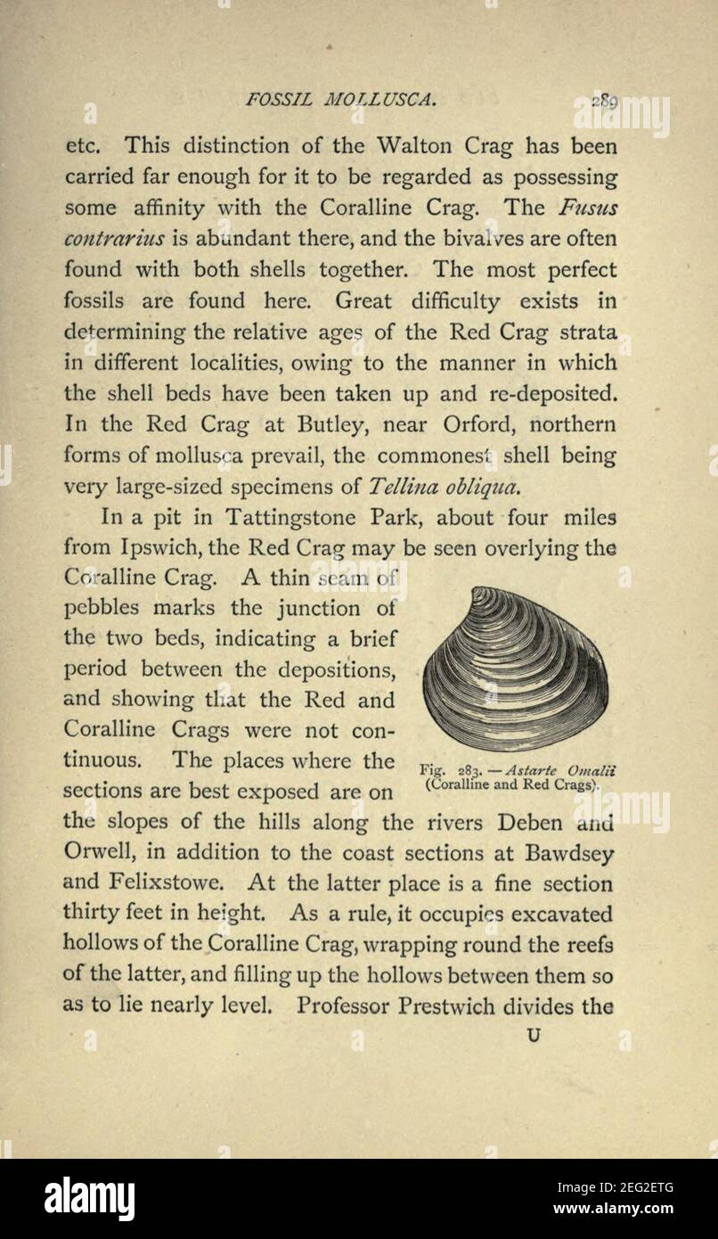 Our common British fossils and where to find them (Page 289 Stock Photo ...