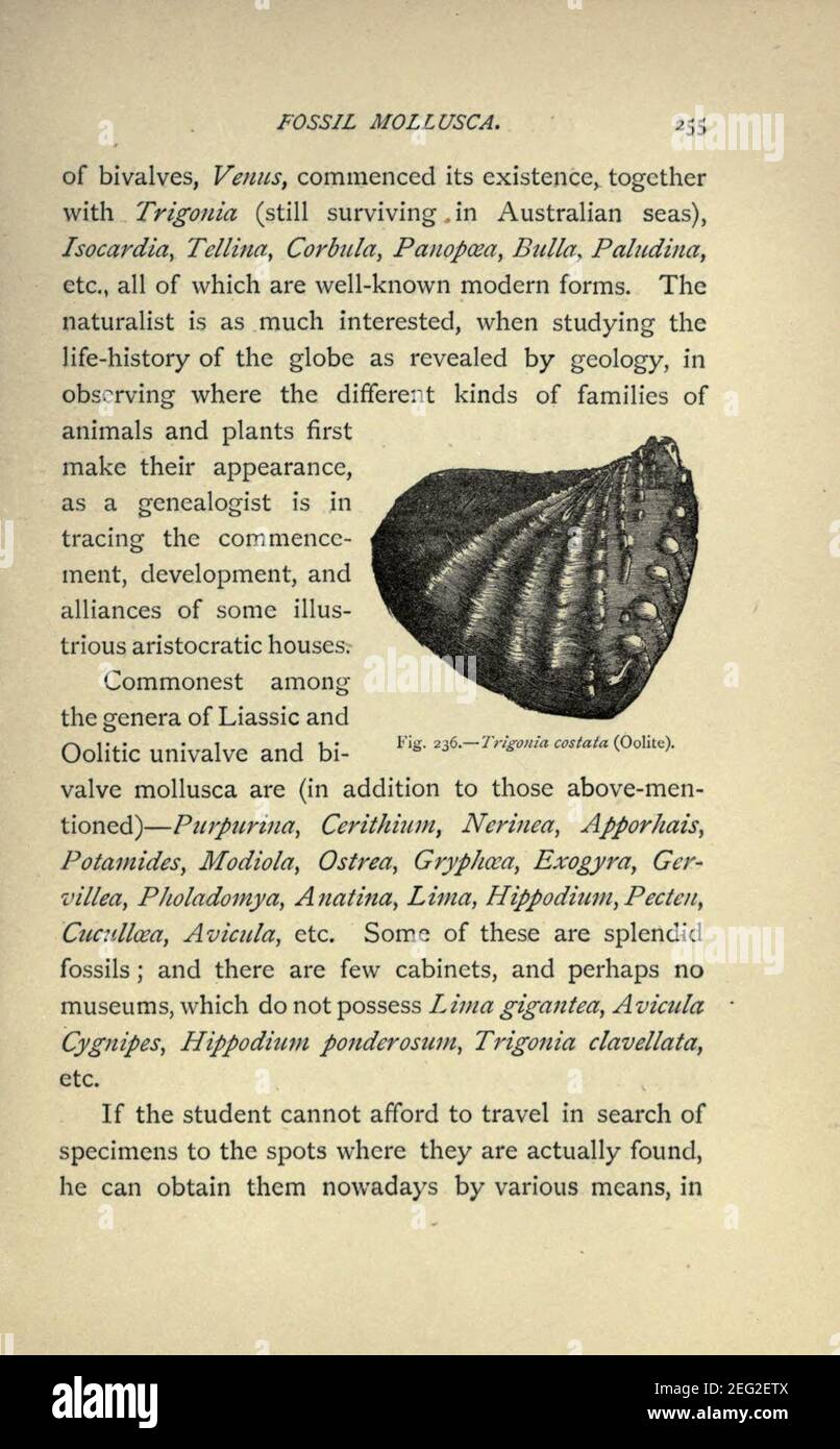 Our common British fossils and where to find them (Page 255 Stock Photo ...