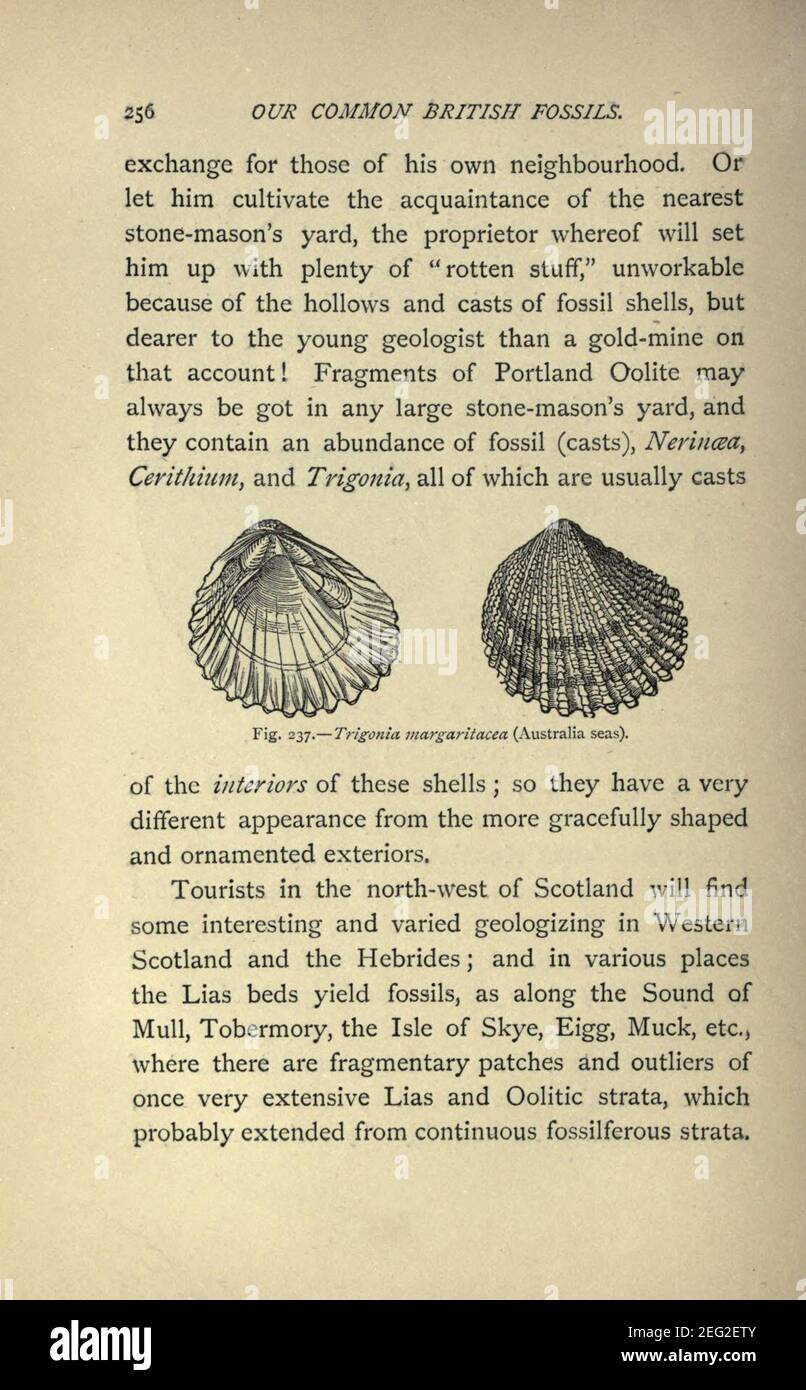 Our common British fossils and where to find them (Page 256 Stock Photo ...