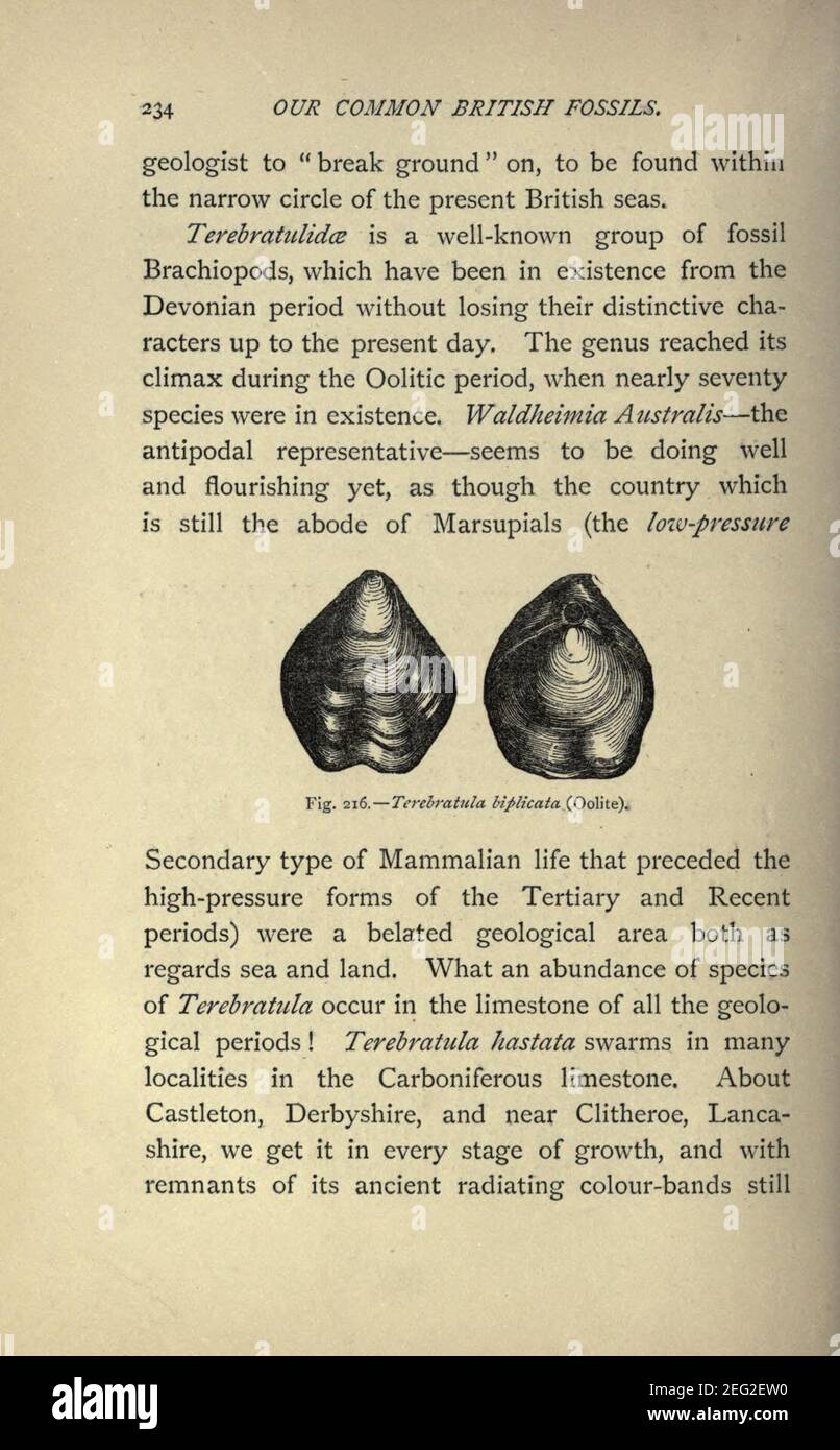 Our common British fossils and where to find them (Page 234 Stock Photo ...
