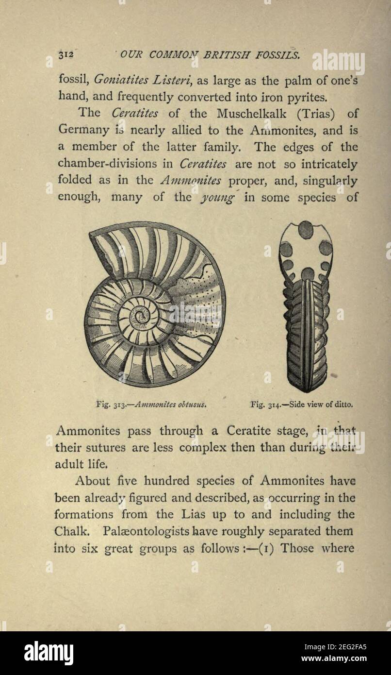 Our common British fossils and where to find them (Page 312 Stock Photo ...