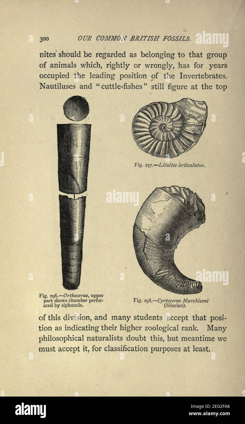 Our common British fossils and where to find them (Page 300 Stock Photo ...