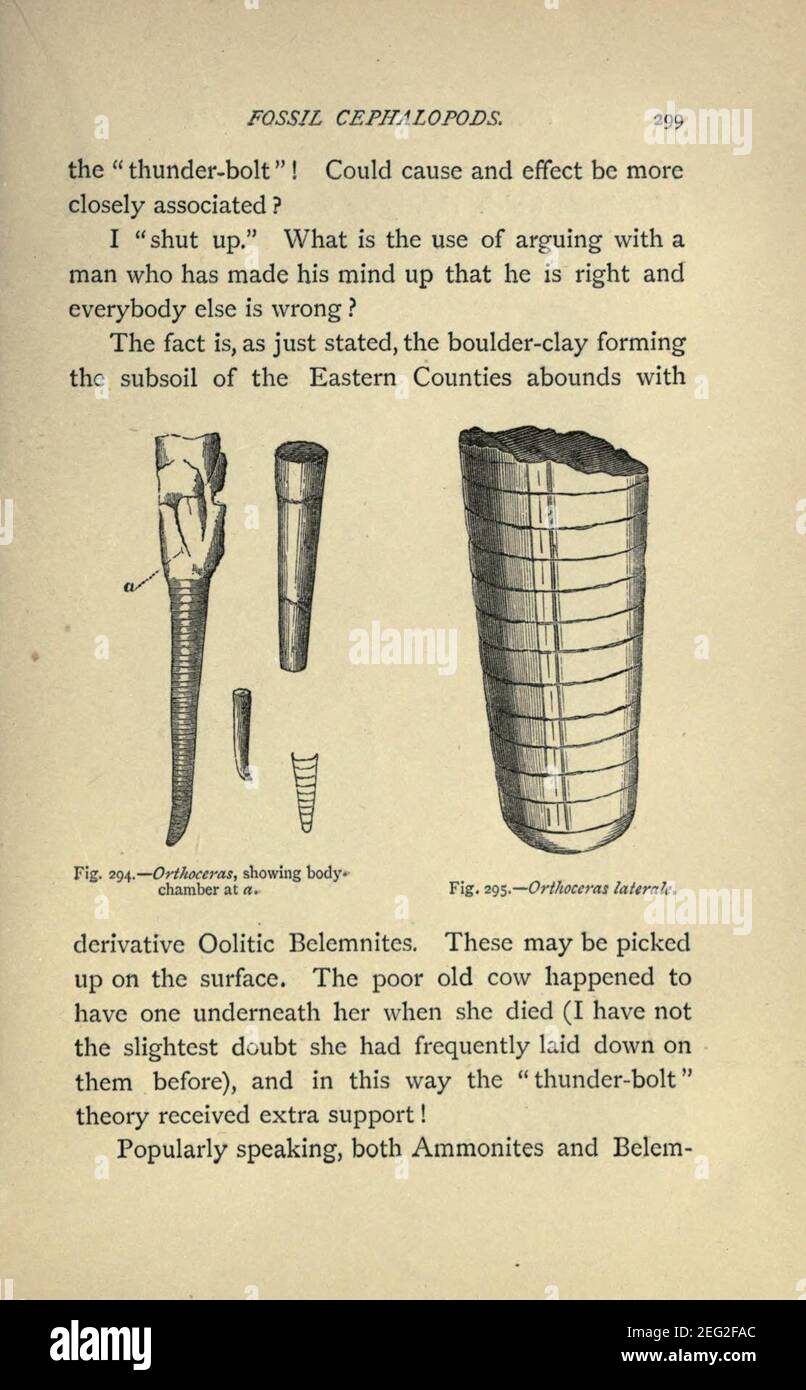 Our common British fossils and where to find them (Page 299 Stock Photo ...