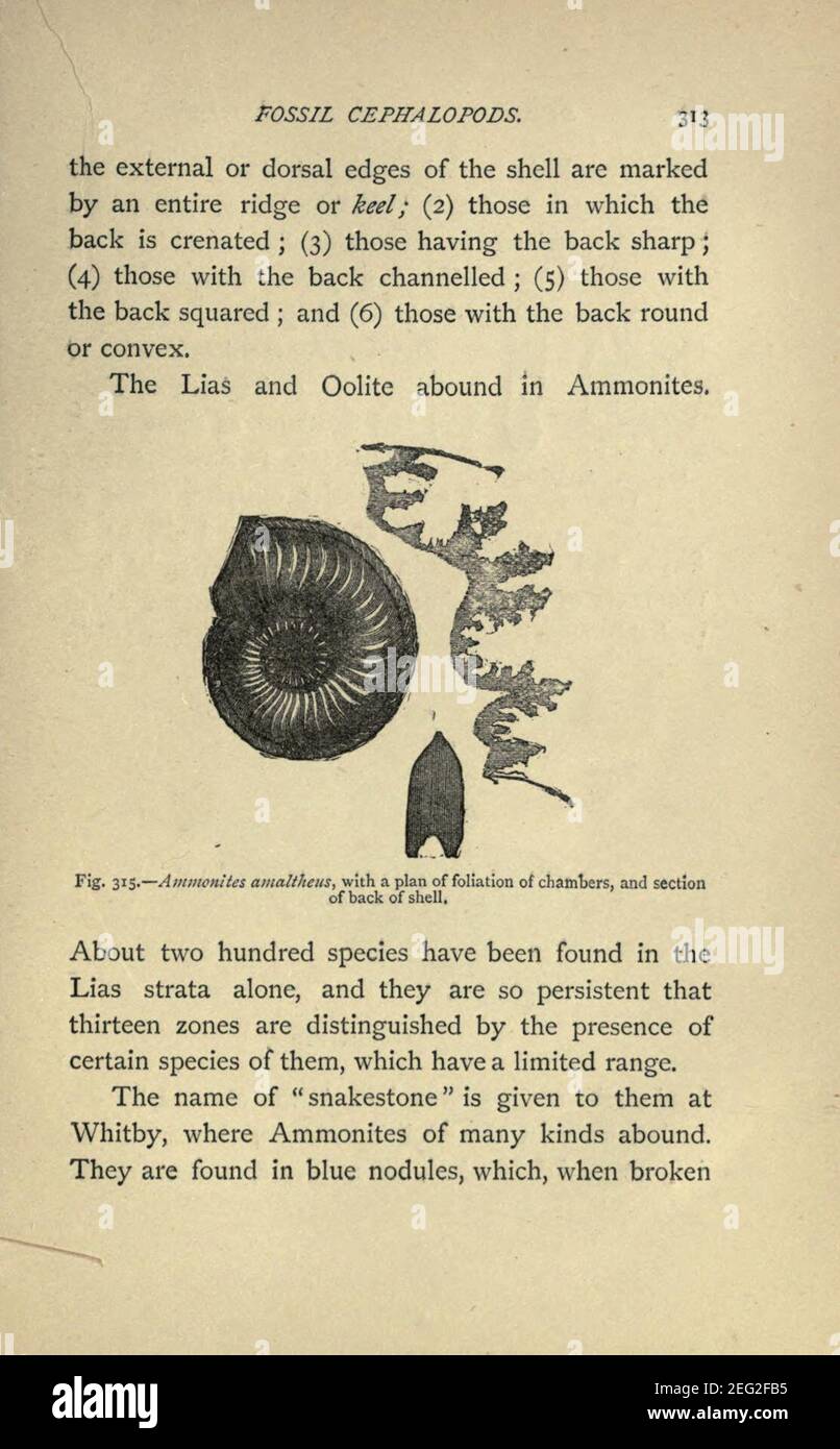 Our common British fossils and where to find them (Page 313 Stock Photo ...