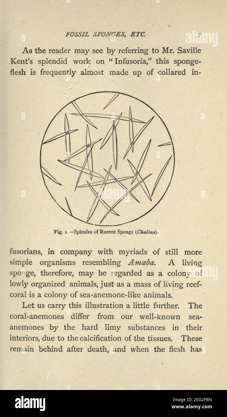 Our common British fossils, and where to find them (Page 7 Stock Photo ...