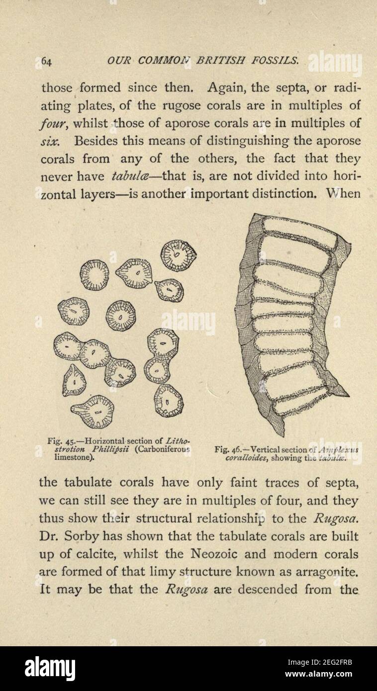Our common British fossils, and where to find them (Page 64 Stock Photo ...