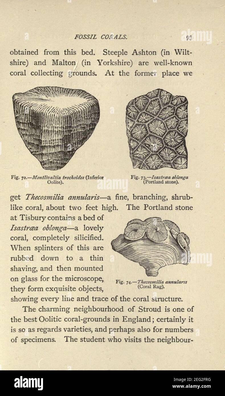 Our common British fossils, and where to find them (Page 93 Stock Photo ...