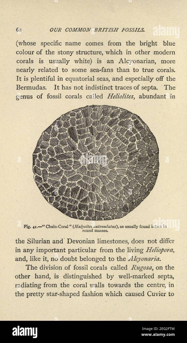 Our common British fossils, and where to find them (Page 62 Stock Photo ...
