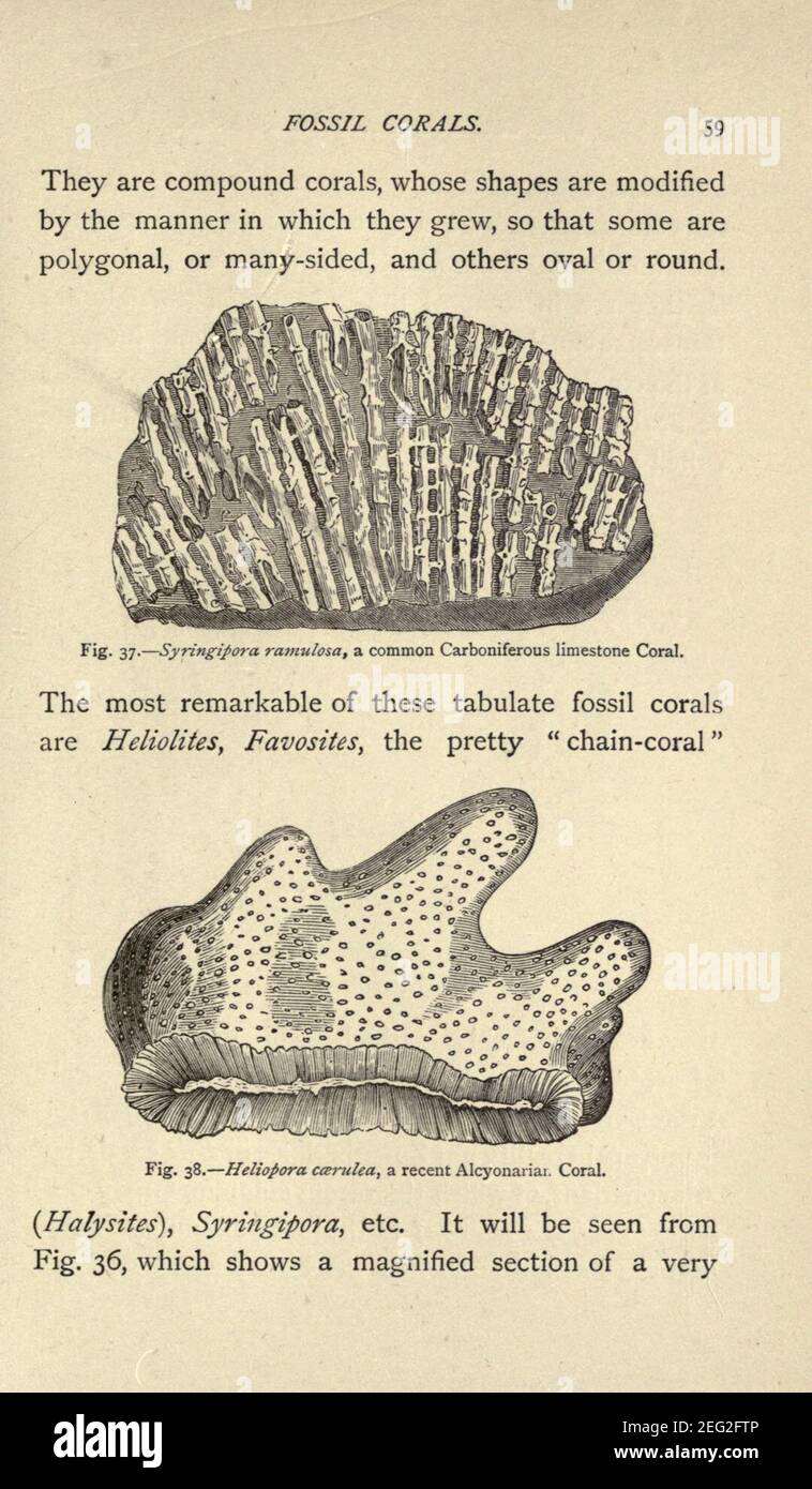 Our common British fossils, and where to find them (Page 59 Stock Photo ...