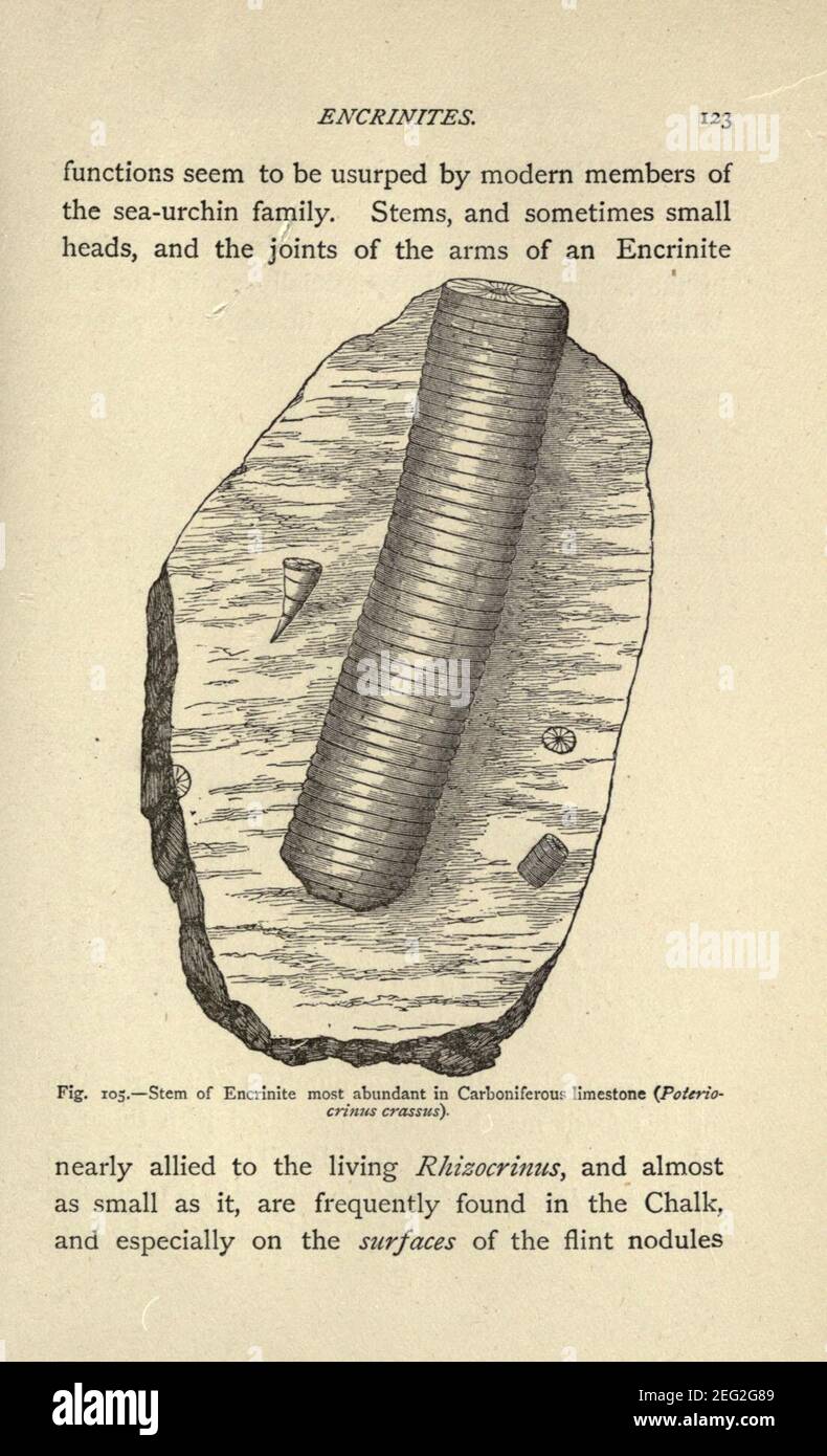 Our common British fossils, and where to find them (Page 123 Stock ...