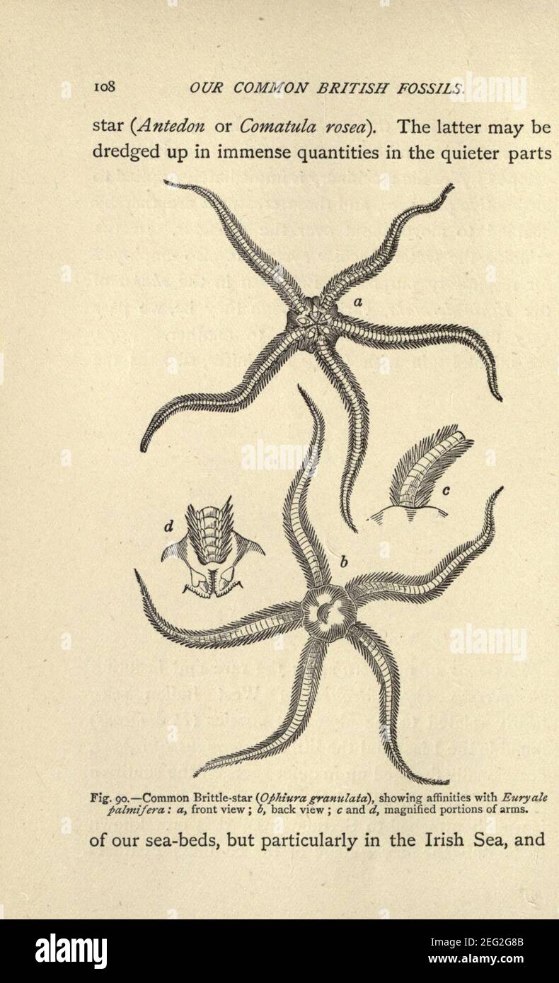 Our common British fossils, and where to find them (Page 108 Stock ...