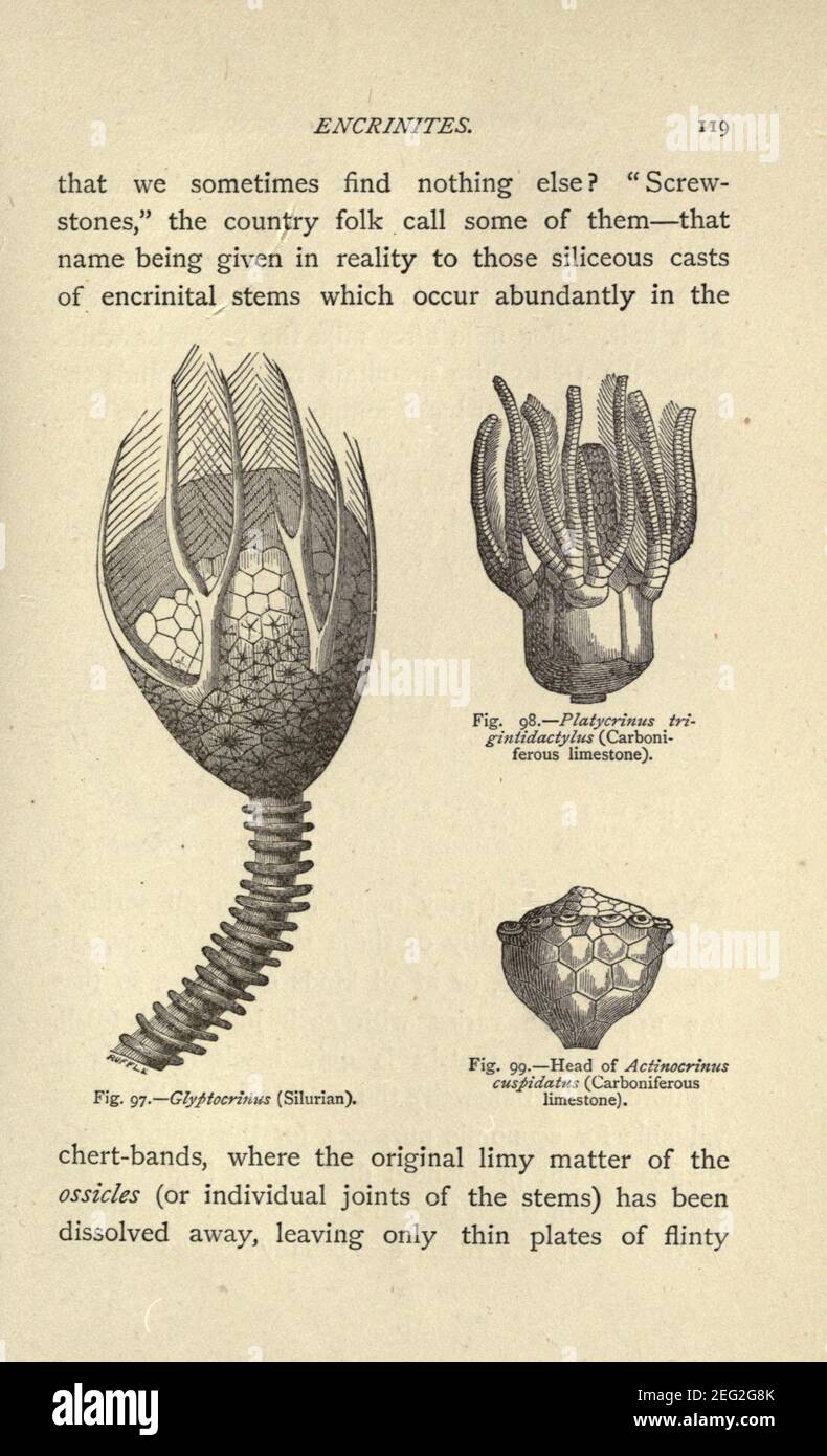Our common British fossils, and where to find them (Page 119 Stock ...