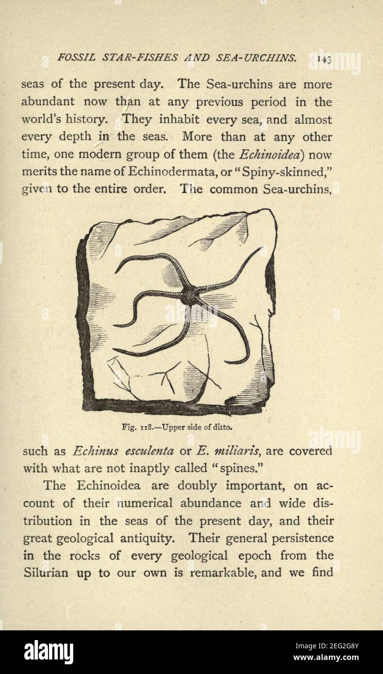 Our common British fossils, and where to find them (Page 143 Stock ...