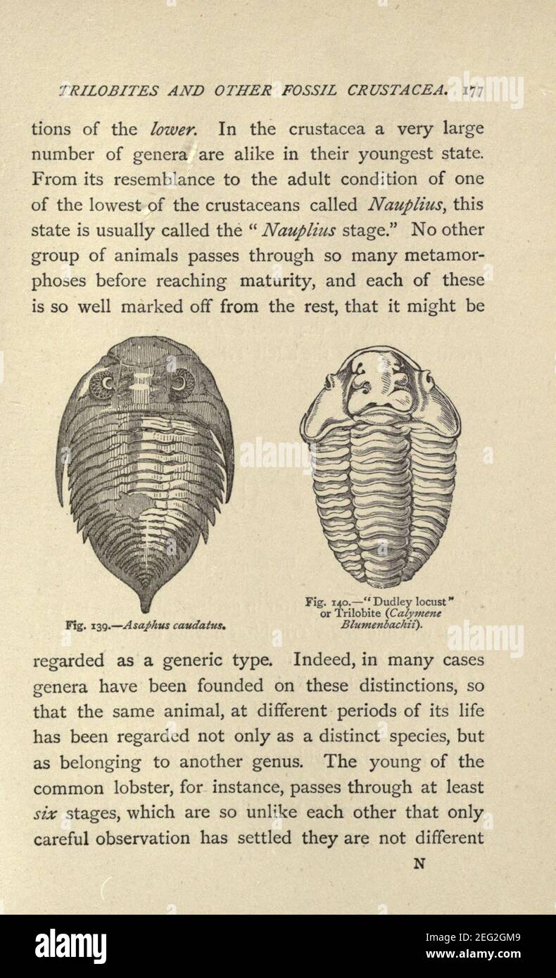 Our common British fossils, and where to find them (Page 177 Stock ...