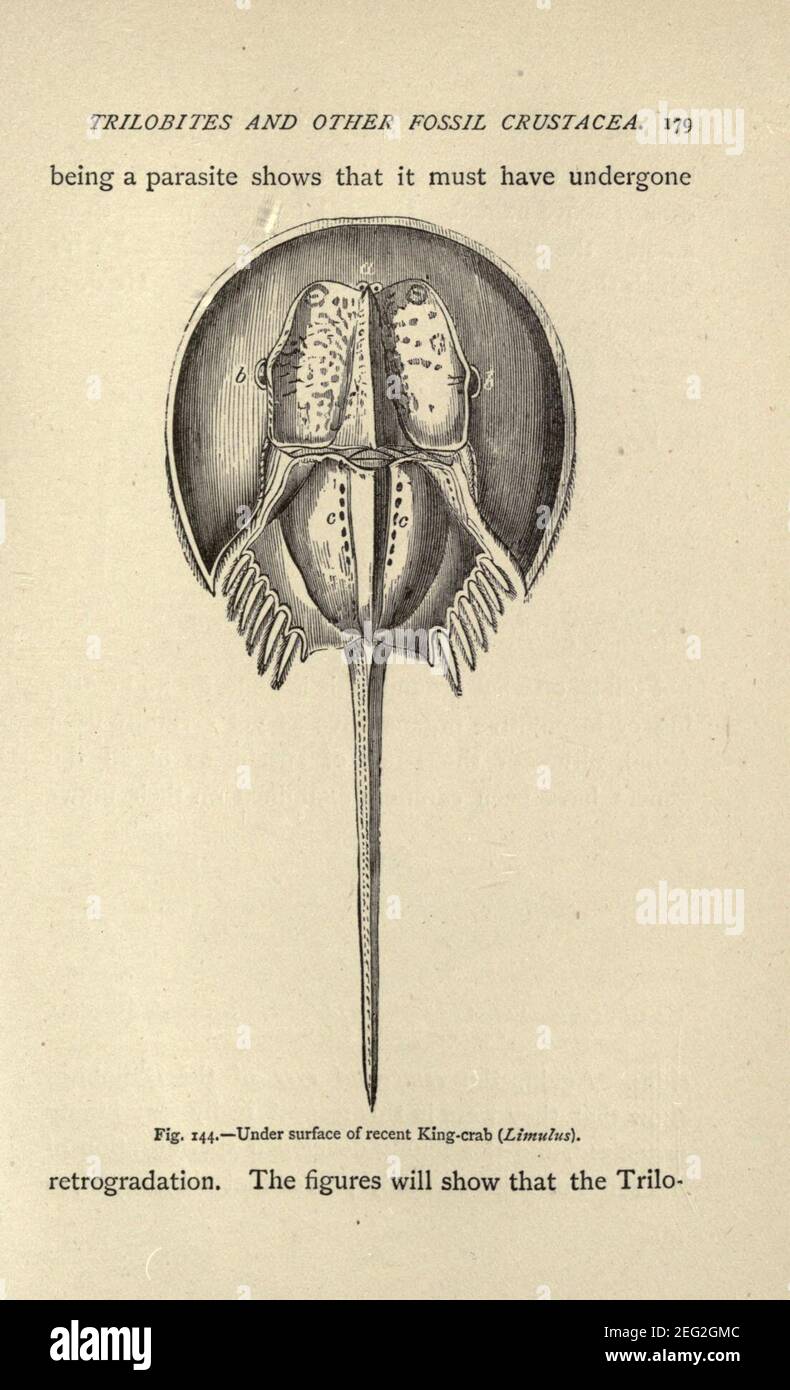 Our common British fossils, and where to find them (Page 179 Stock ...