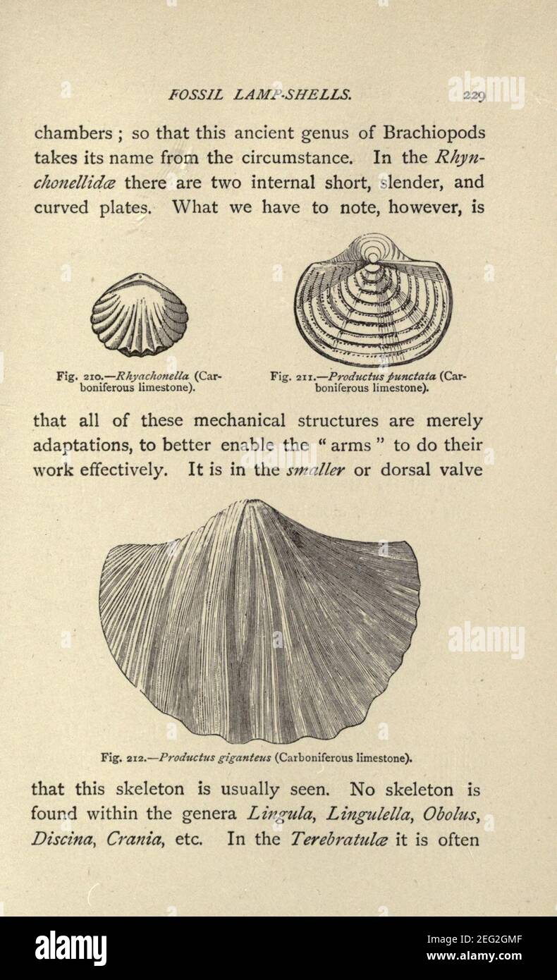 Our common British fossils, and where to find them (Page 229 Stock ...