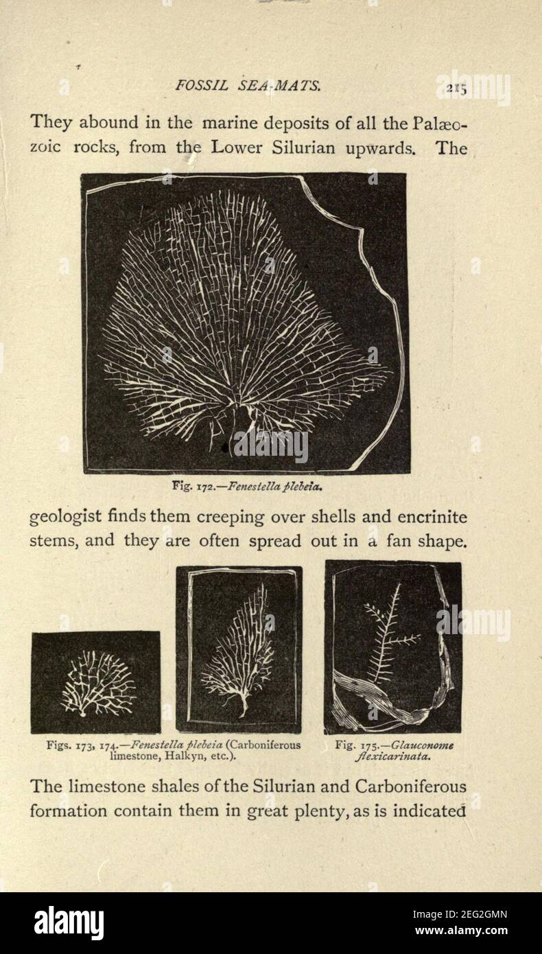 Our common British fossils, and where to find them (Page 215 Stock ...