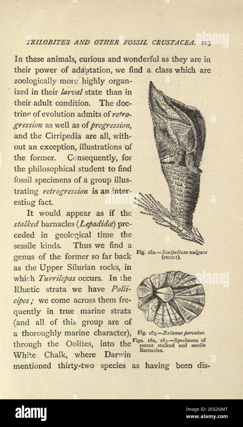 Our common British fossils, and where to find them (Page 203 Stock ...