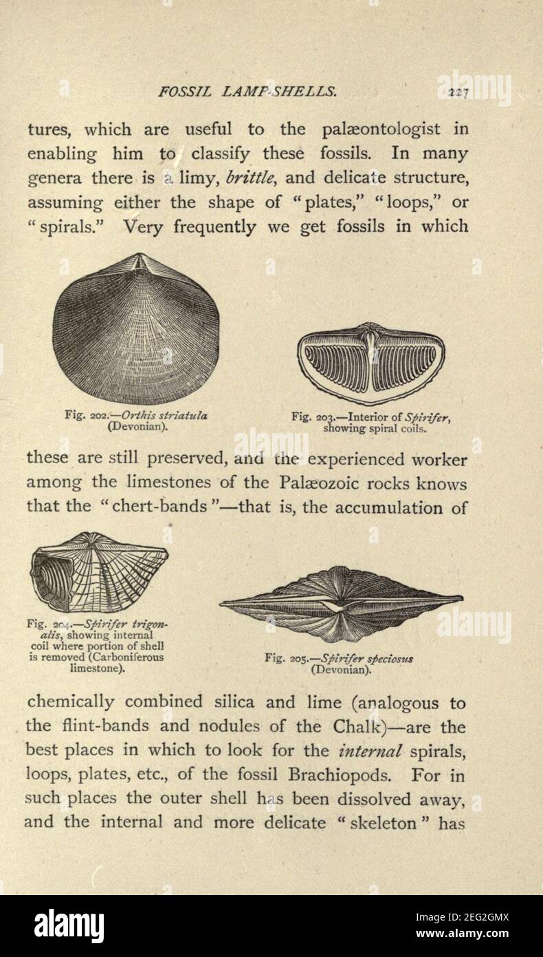 Our common British fossils, and where to find them (Page 227 Stock ...