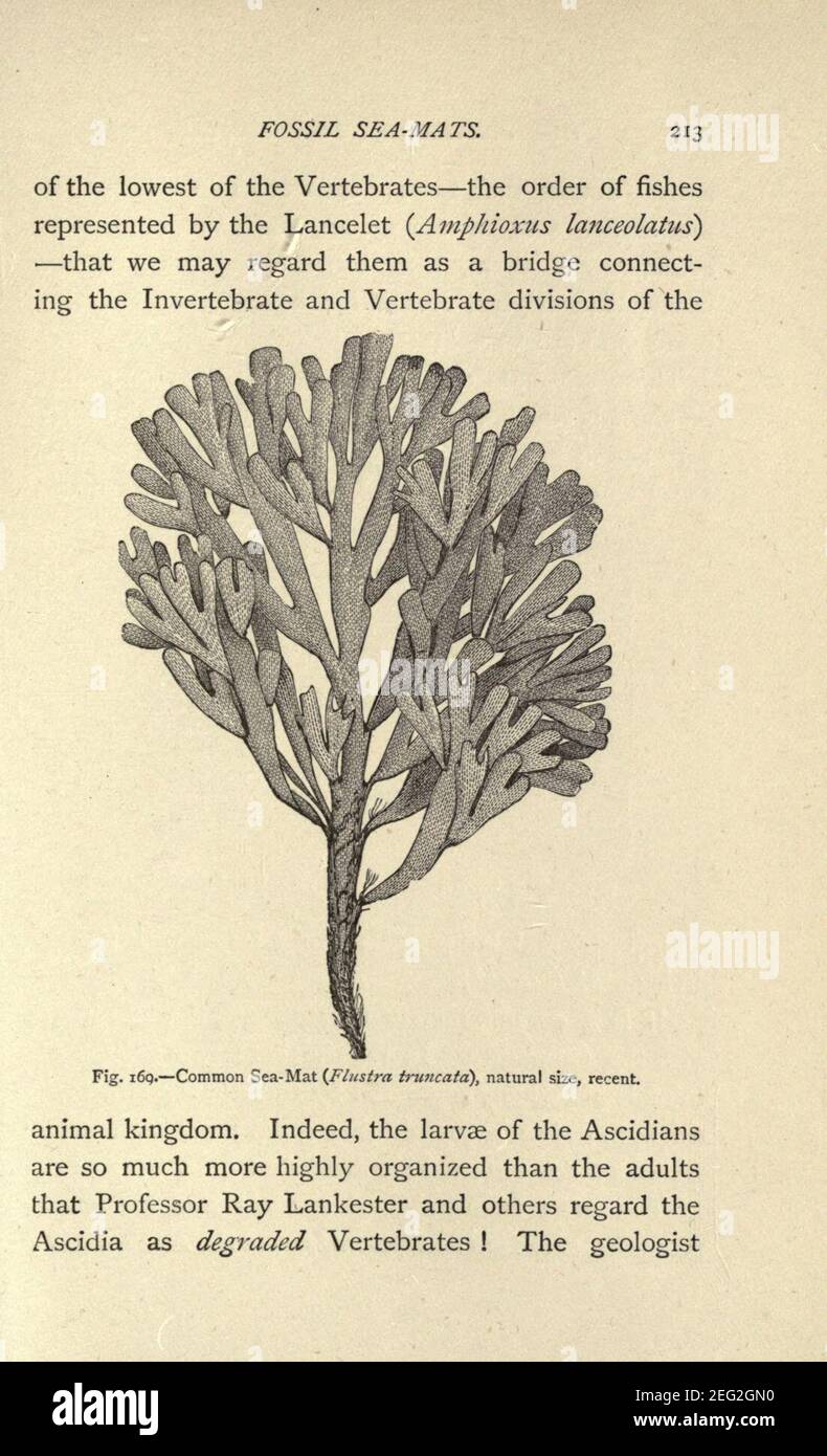 Our common British fossils, and where to find them (Page 213 Stock ...