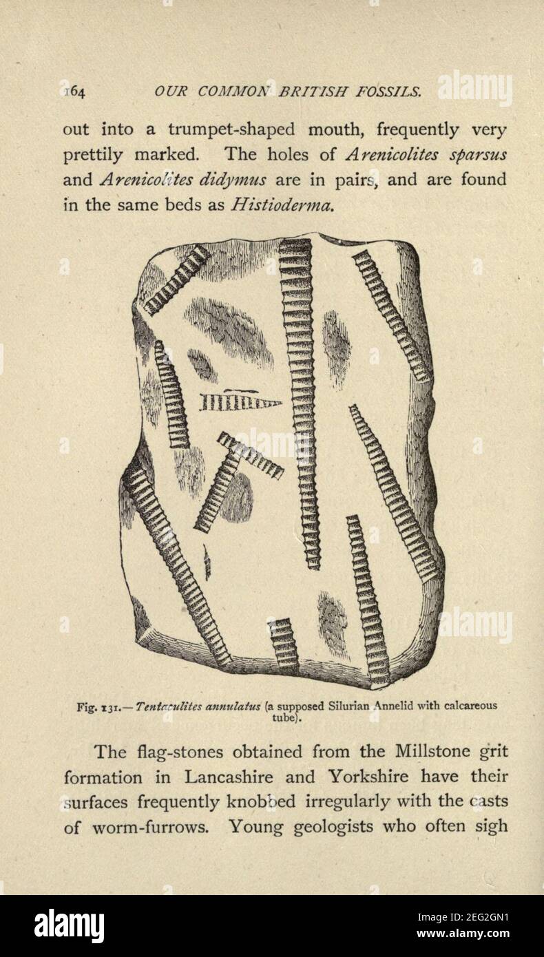 Our common British fossils, and where to find them (Page 164 Stock ...