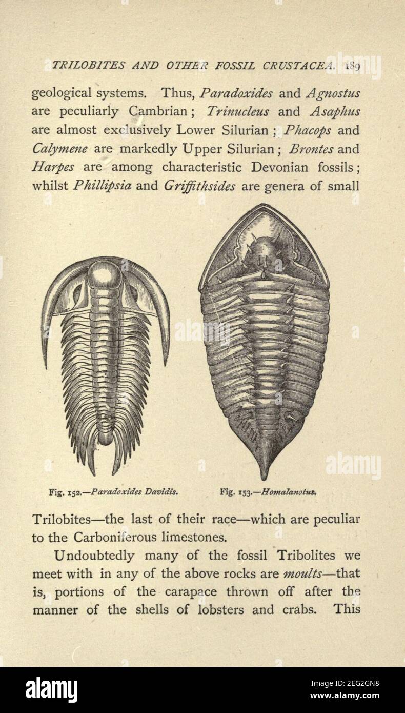 Our common British fossils, and where to find them (Page 189 Stock ...