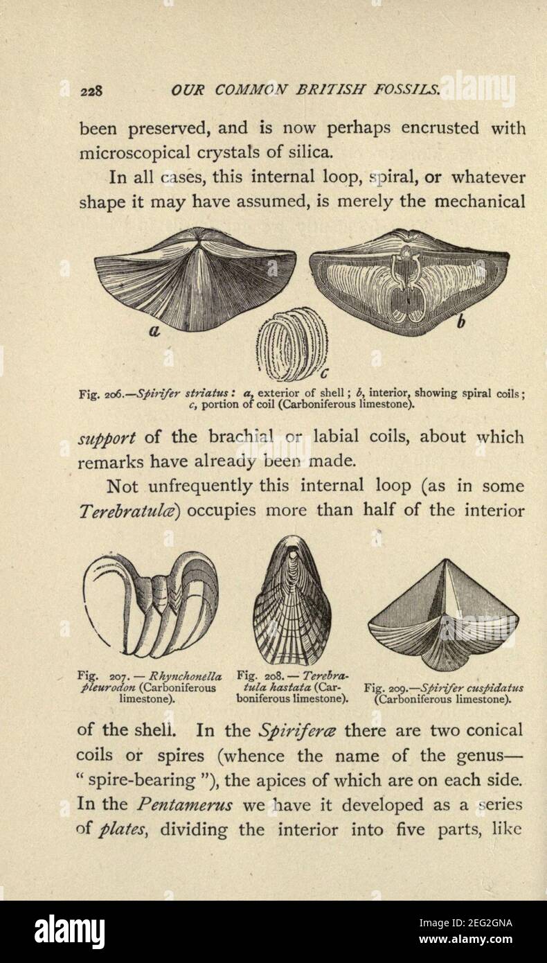 Our common British fossils, and where to find them (Page 228 Stock ...