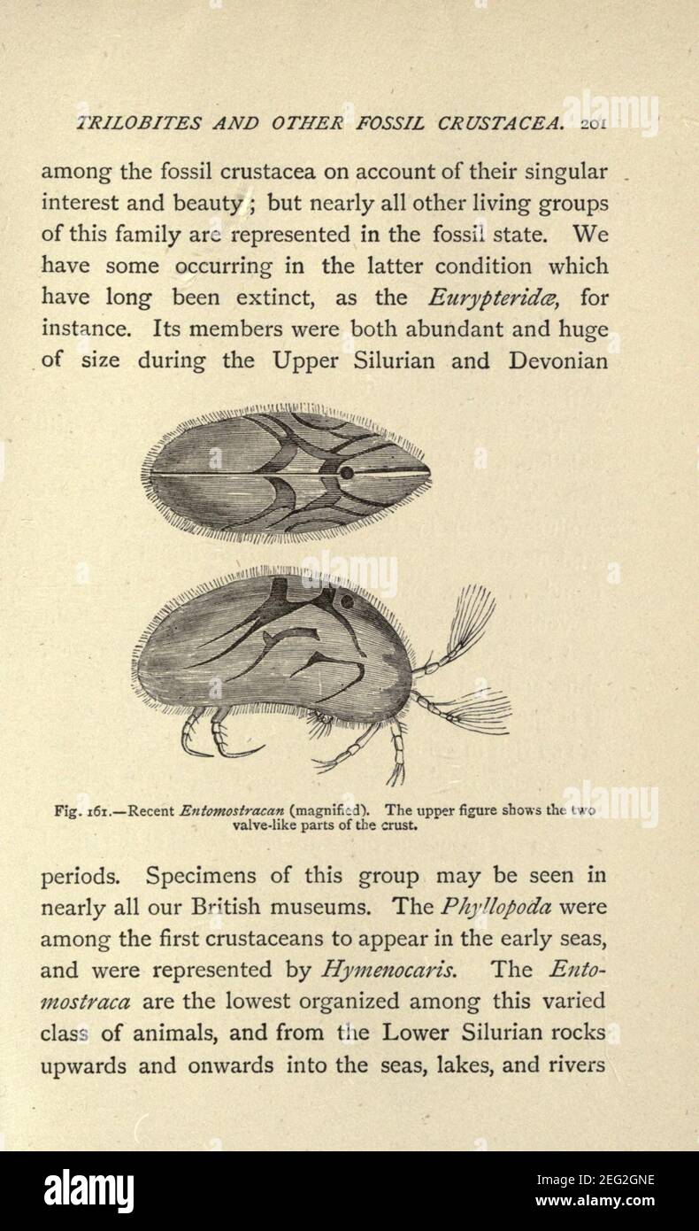 Our common British fossils, and where to find them (Page 201 Stock ...