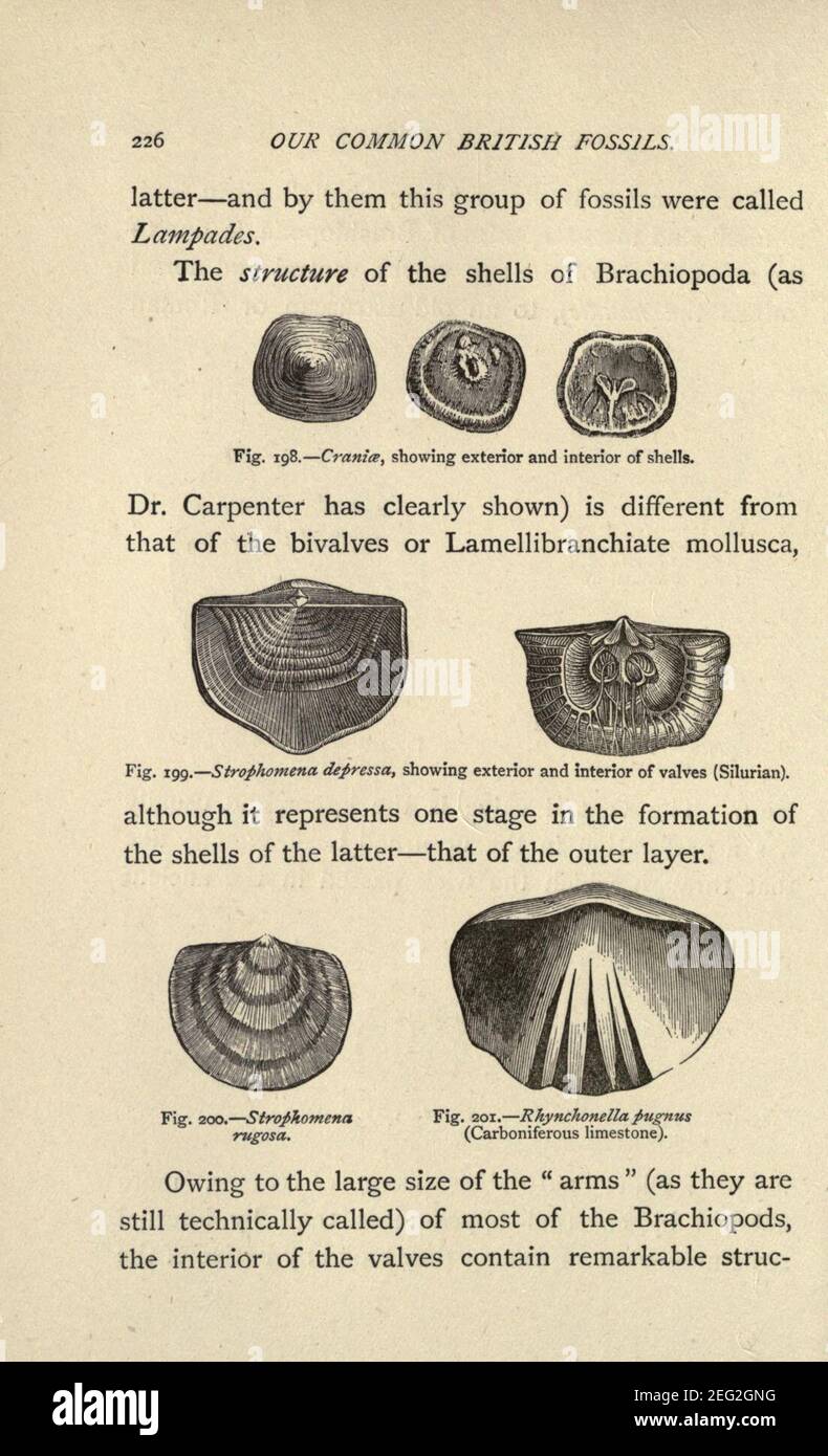 Our common British fossils, and where to find them (Page 226 Stock ...