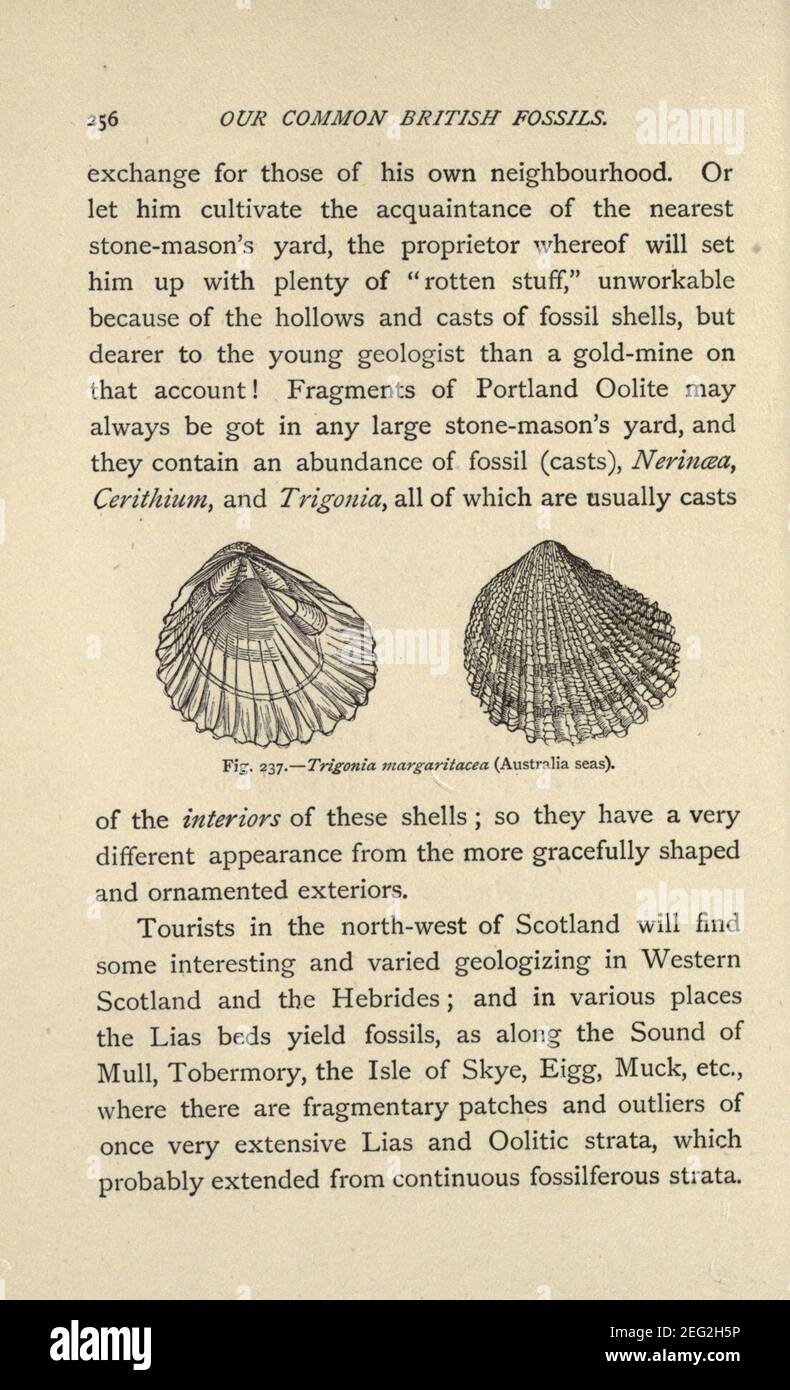 Our common British fossils, and where to find them (Page 256 Stock ...