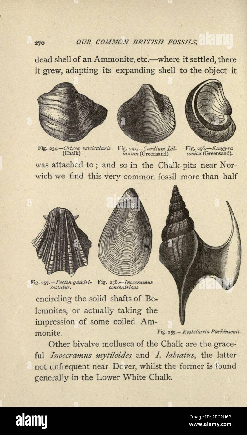 Our common British fossils, and where to find them (Page 270 Stock ...
