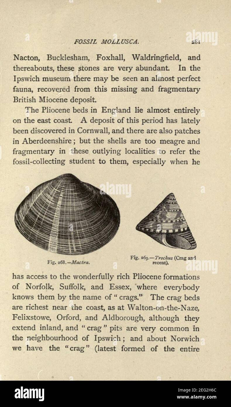 Our common British fossils, and where to find them (Page 281 Stock ...