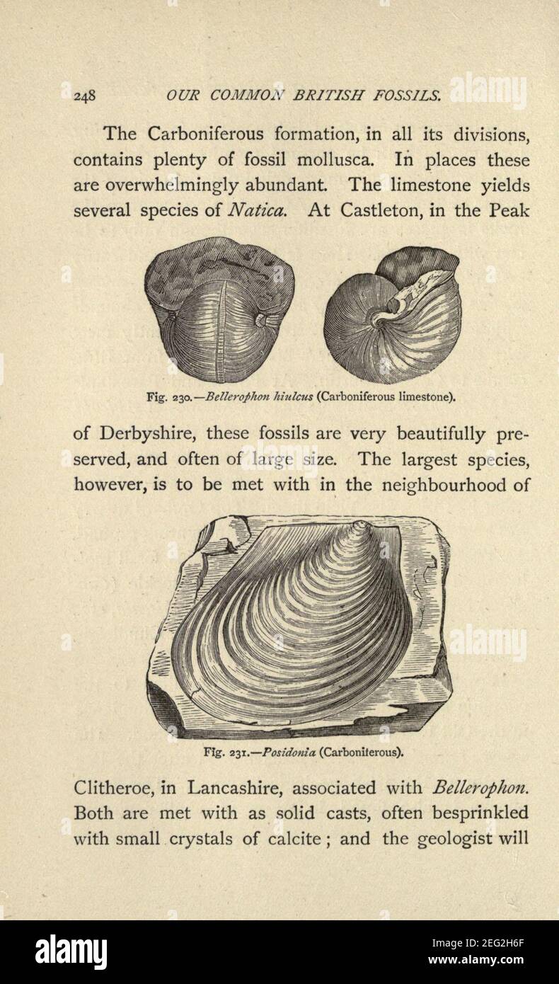Our common British fossils, and where to find them (Page 248 Stock ...