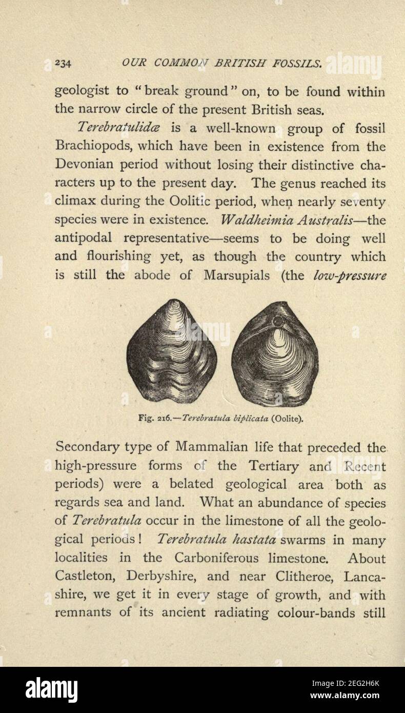 Our common British fossils, and where to find them (Page 234 Stock ...