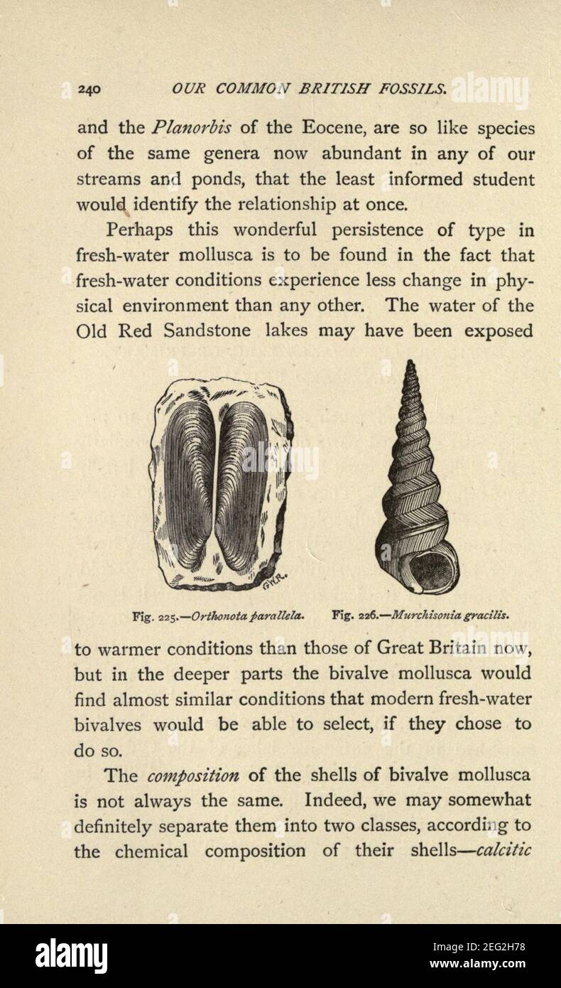 Our common British fossils, and where to find them (Page 240 Stock ...