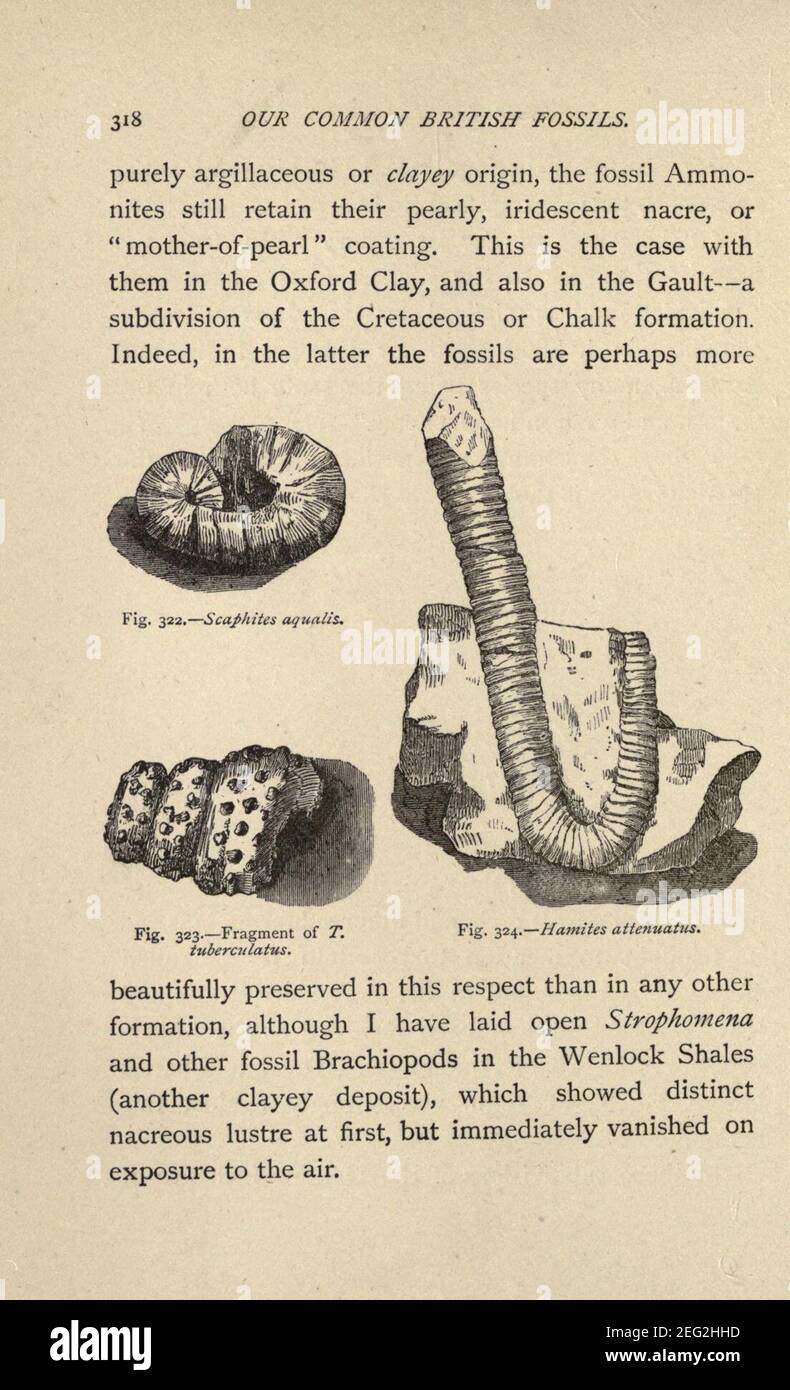 Our common British fossils, and where to find them (Page 318 Stock ...