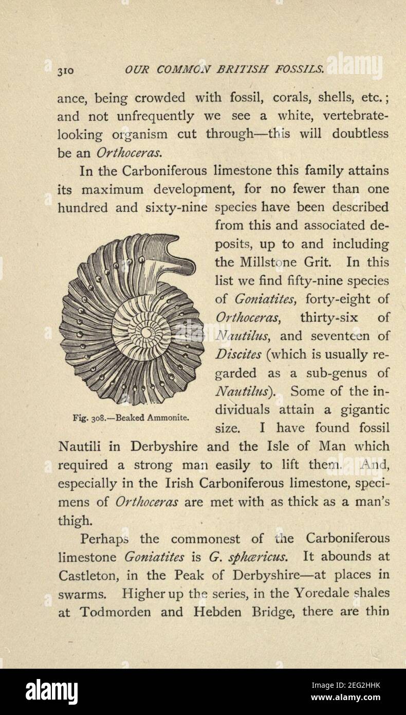 Our common British fossils, and where to find them (Page 310 Stock ...