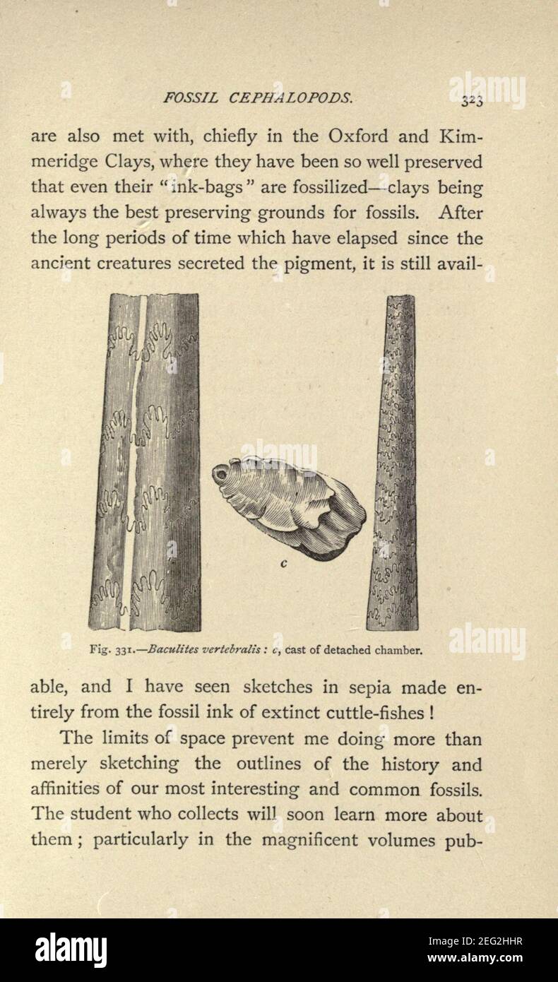 Our common British fossils, and where to find them (Page 323 Stock ...