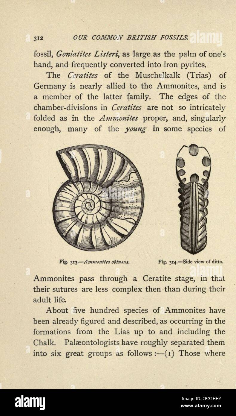 Our common British fossils, and where to find them (Page 312 Stock ...
