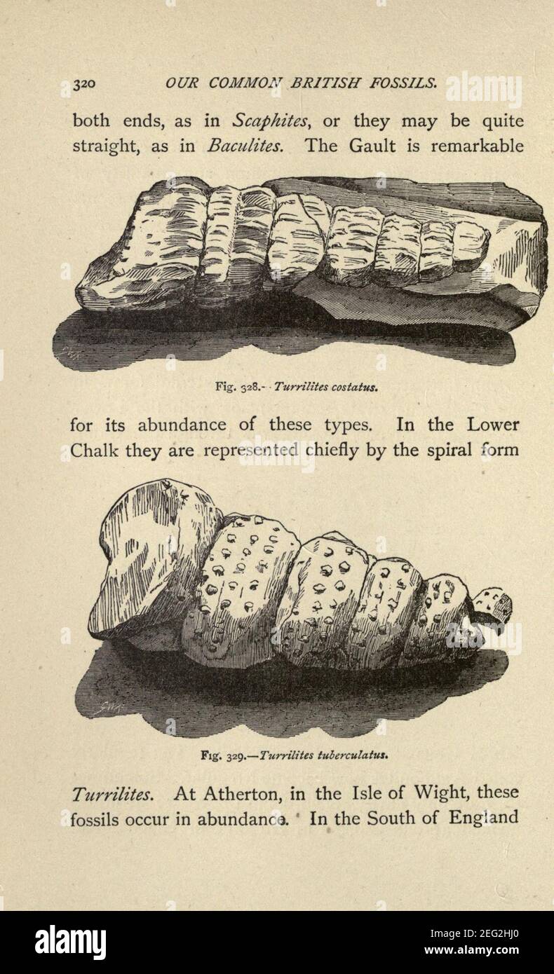 Our common British fossils, and where to find them (Page 320 Stock ...