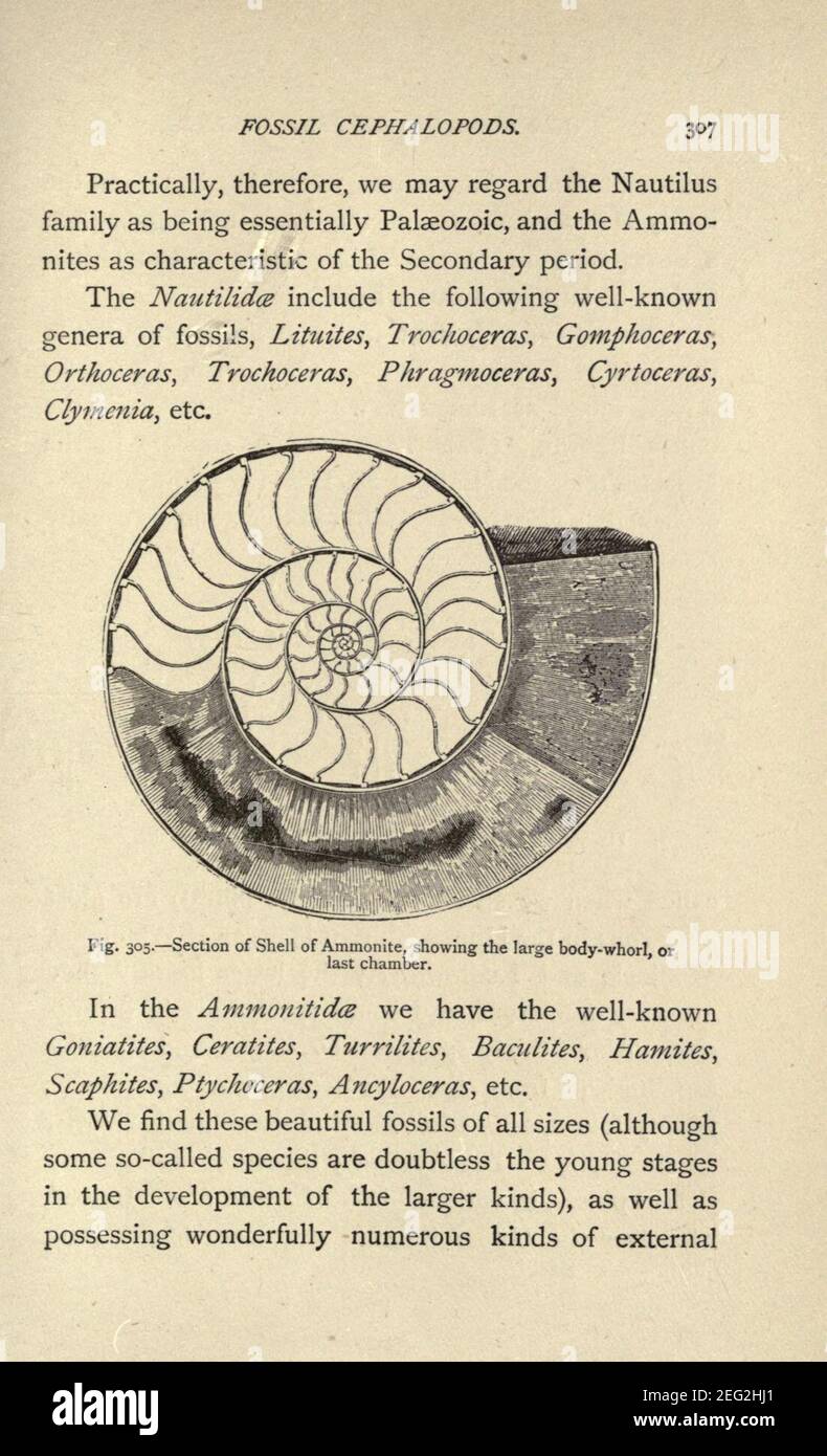 Our common British fossils, and where to find them (Page 307 Stock ...