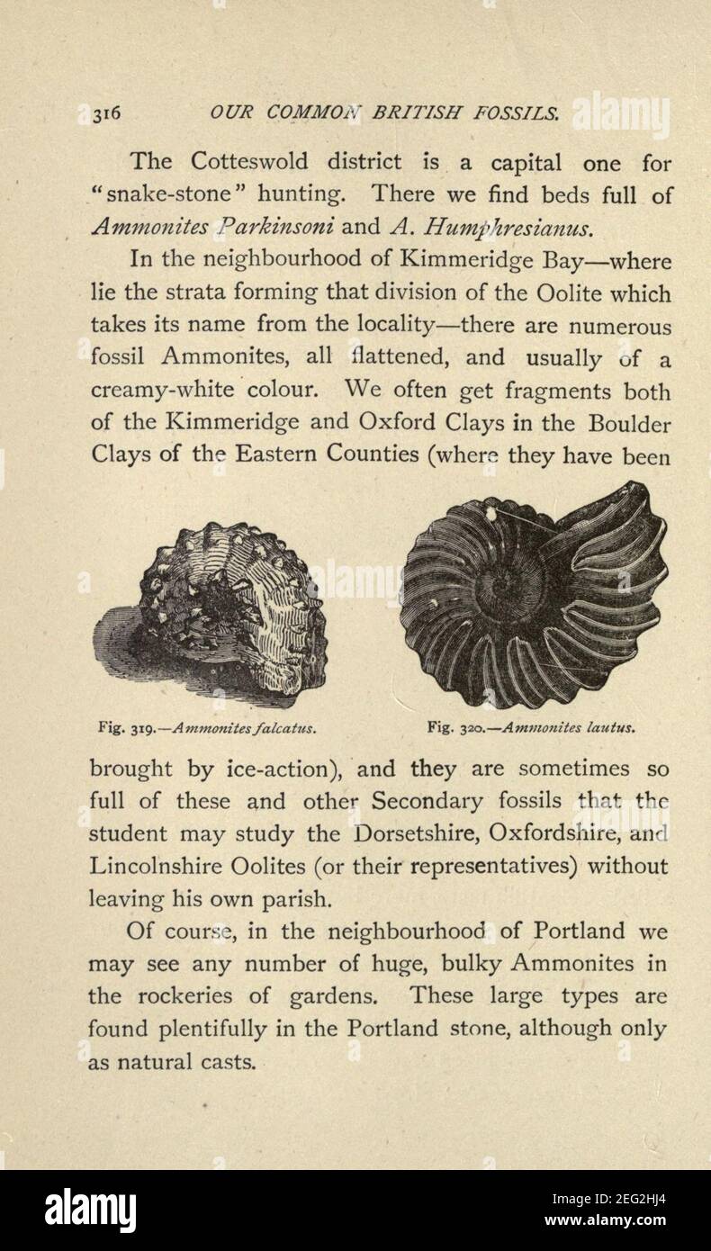 Our common British fossils, and where to find them (Page 316 Stock ...