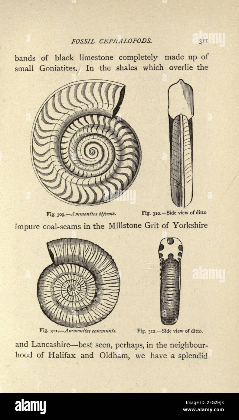 Our common British fossils, and where to find them (Page 311 Stock ...