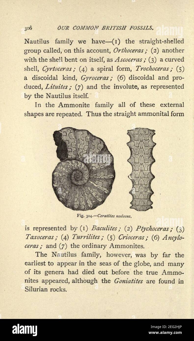 Our common British fossils, and where to find them (Page 306 Stock ...