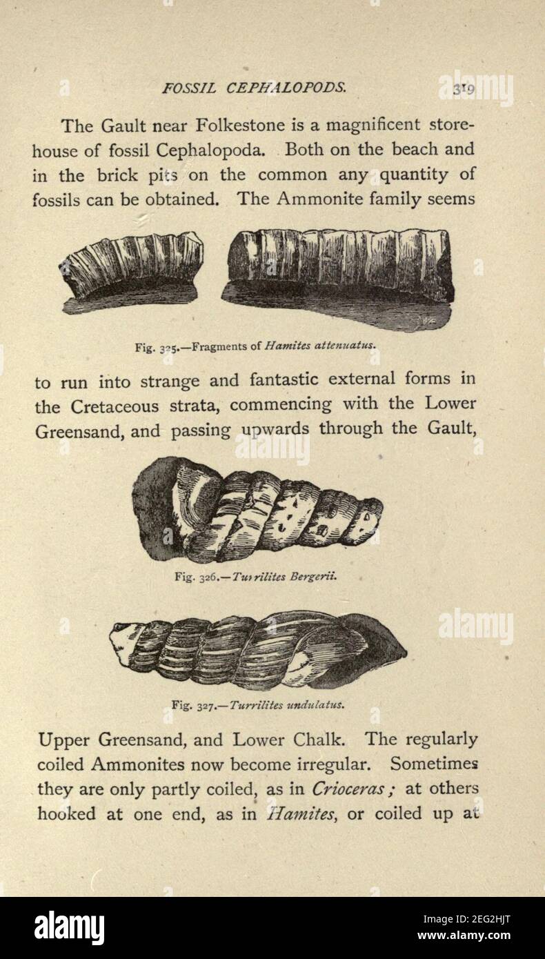 Our common British fossils, and where to find them (Page 319 Stock ...