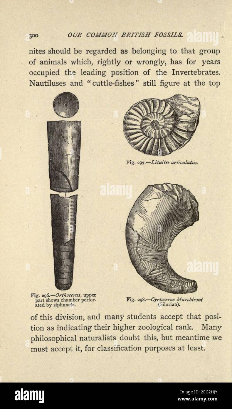 Our common British fossils, and where to find them (Page 300 Stock ...