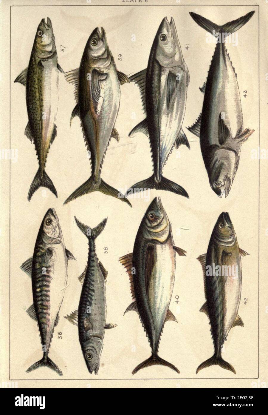 Our country's fishes and how to know them (Plate 6) (5985047858 Stock ...