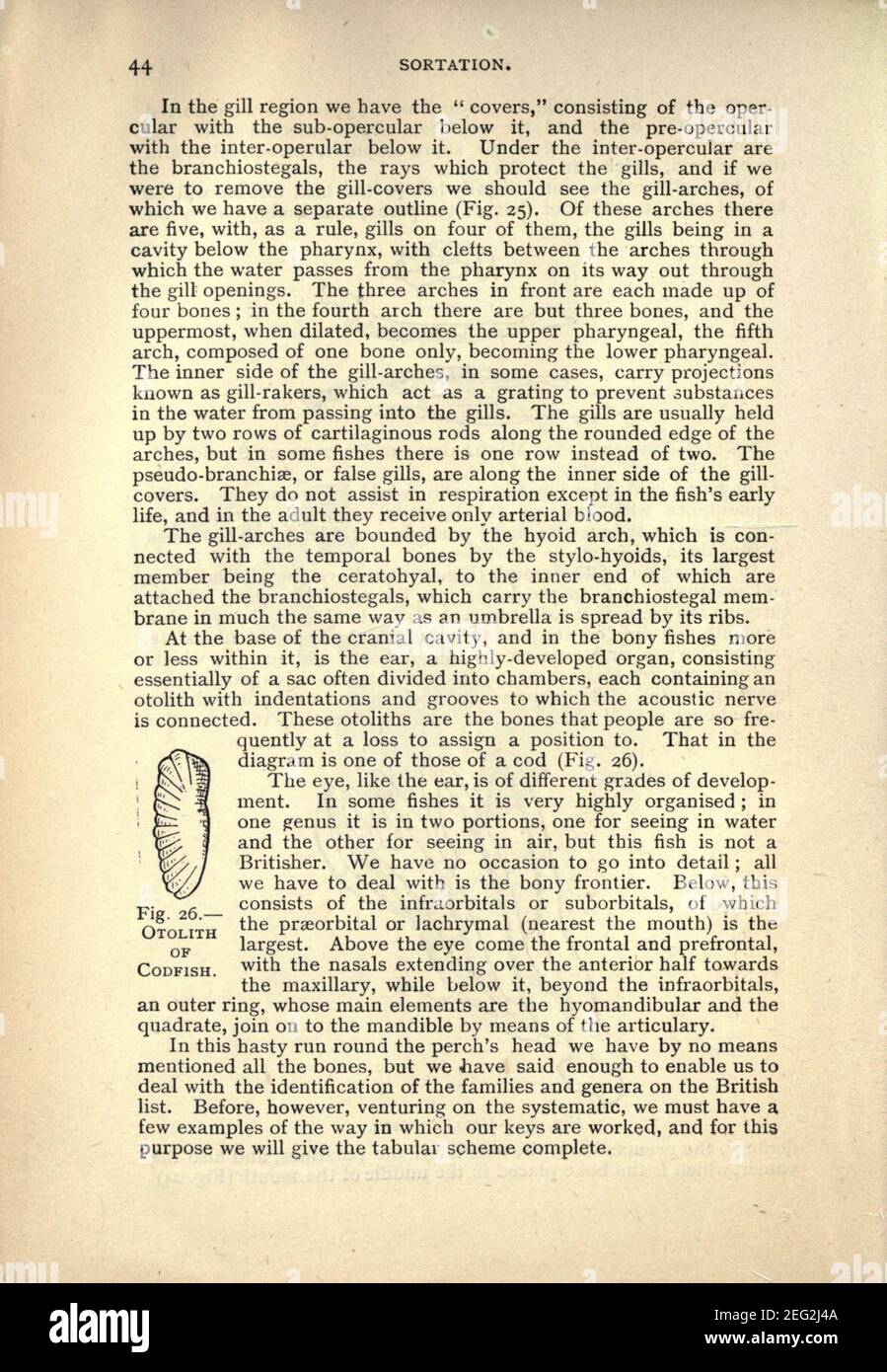 Our country's fishes and how to know them (Page 44, Fig. 26 Stock Photo ...