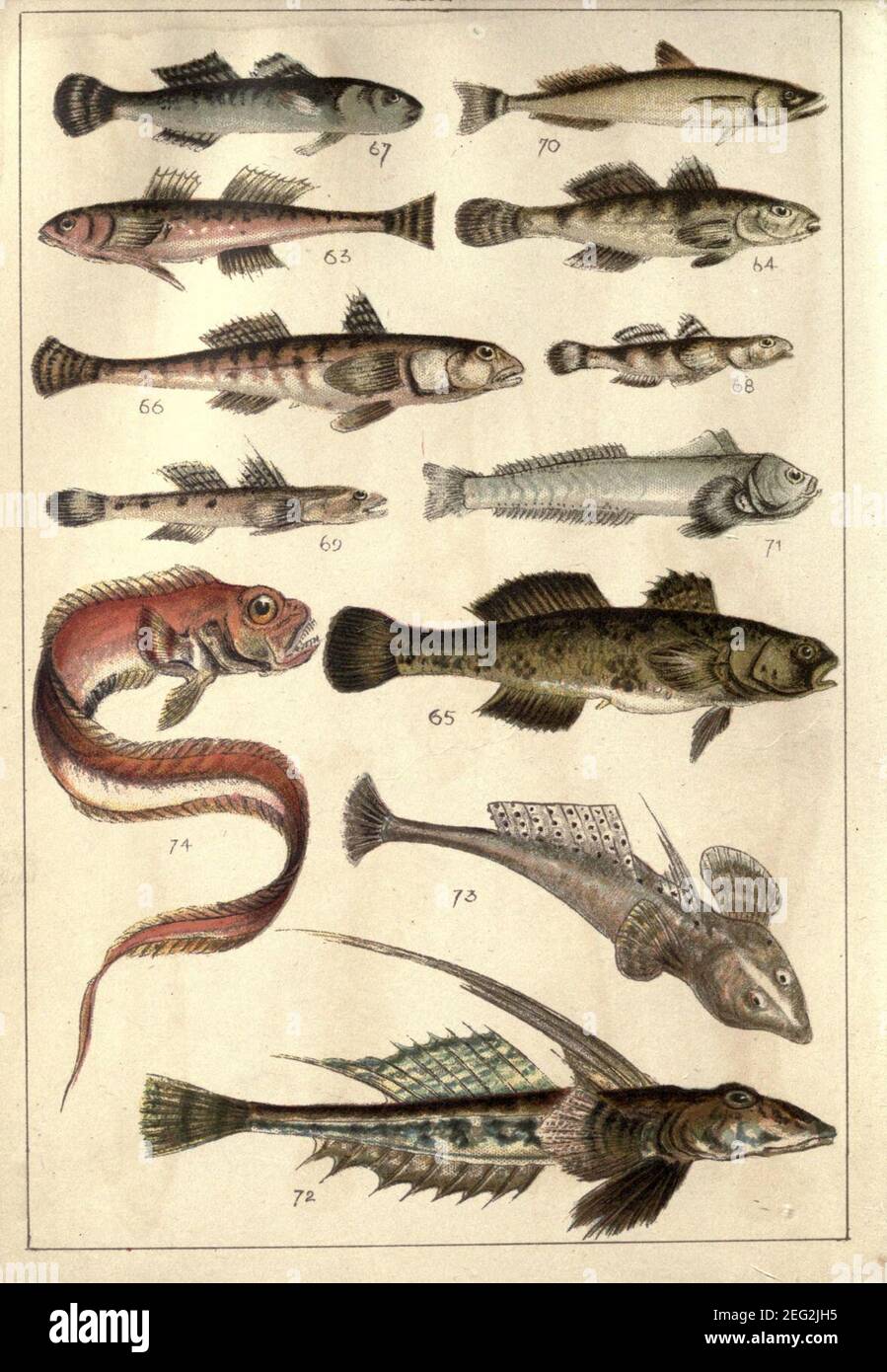 Our country's fishes and how to know them (Plate 9 Stock Photo - Alamy